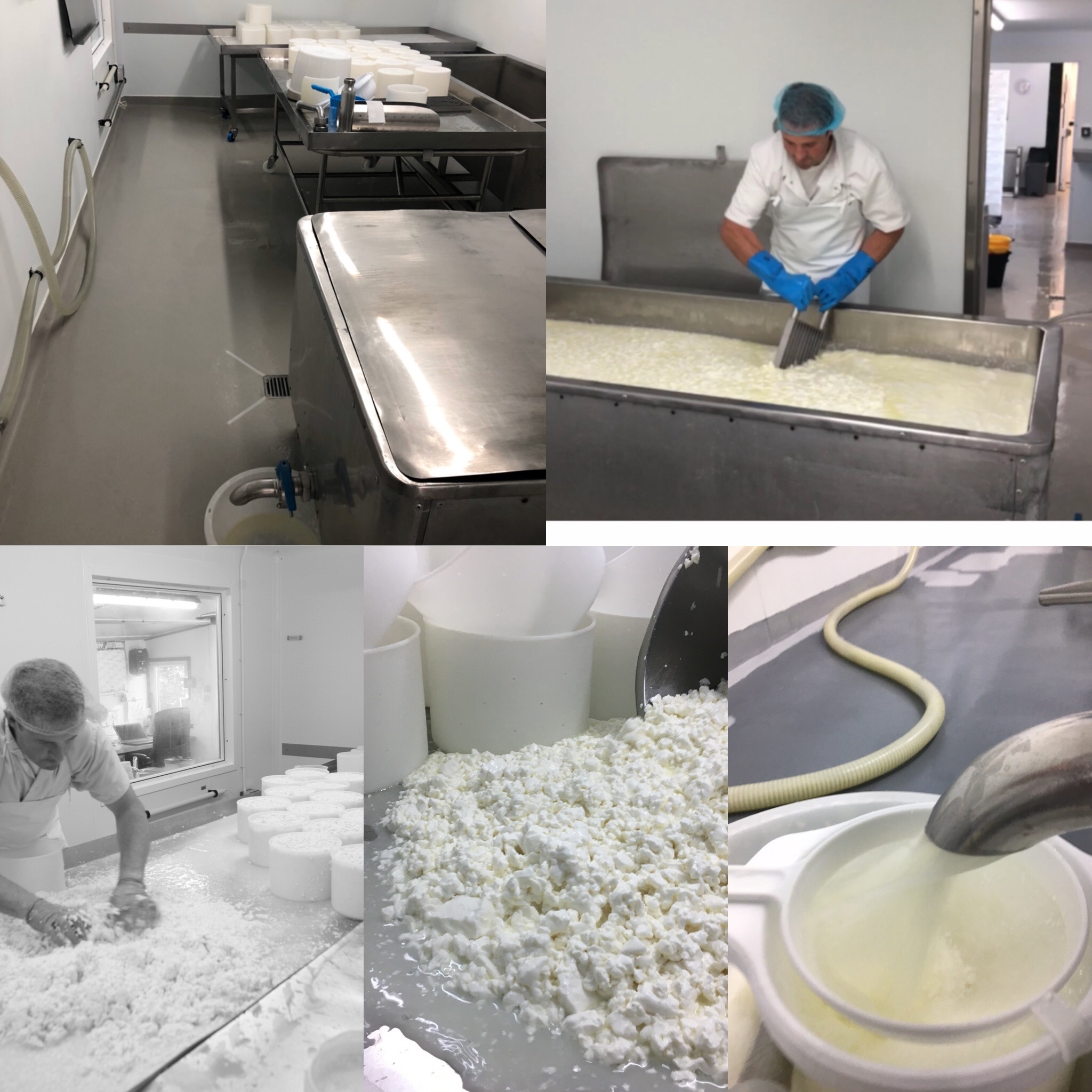Milk to Cheese – Ticklemore Cheese Dairy