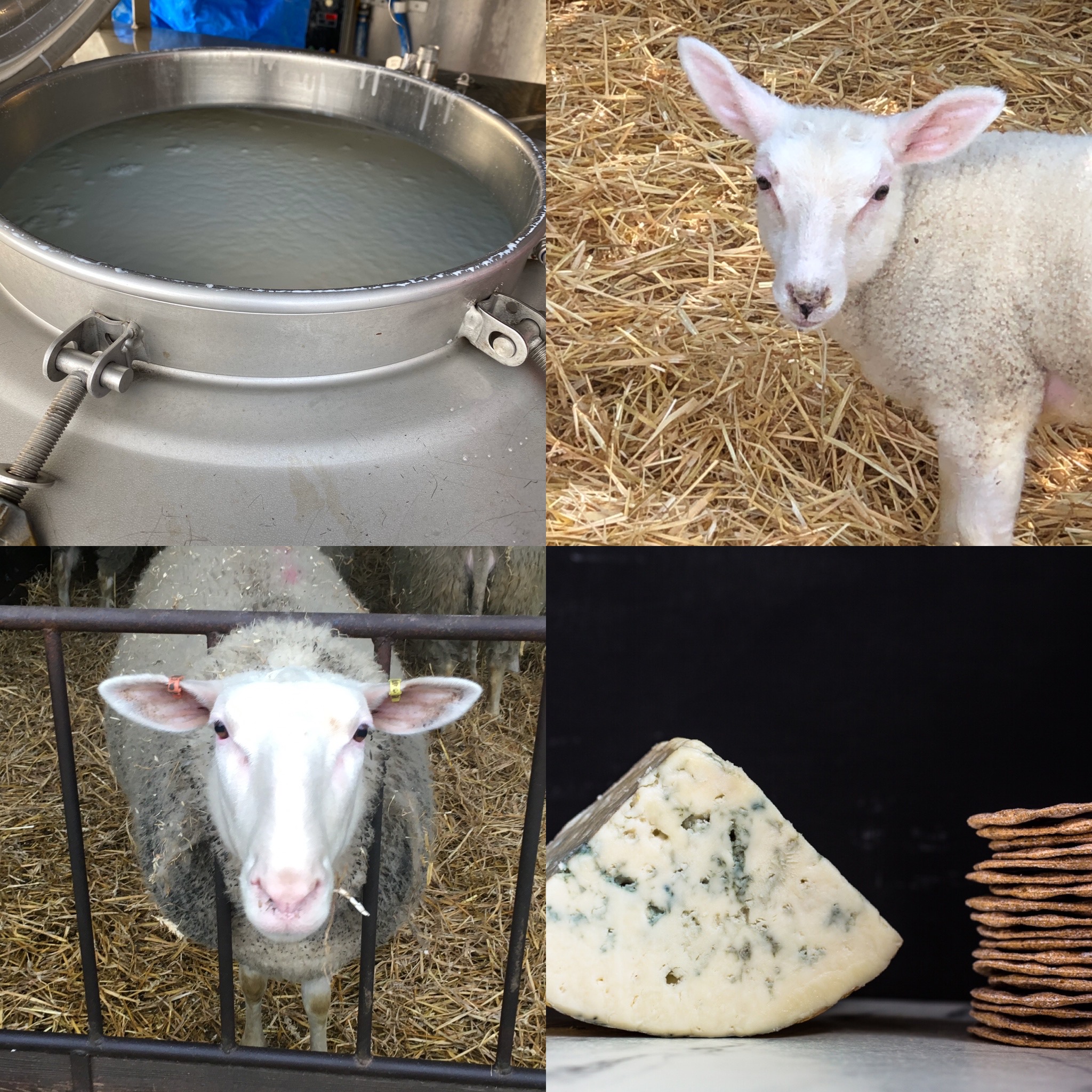 Beenleigh Blue – Ticklemore Cheese Dairy