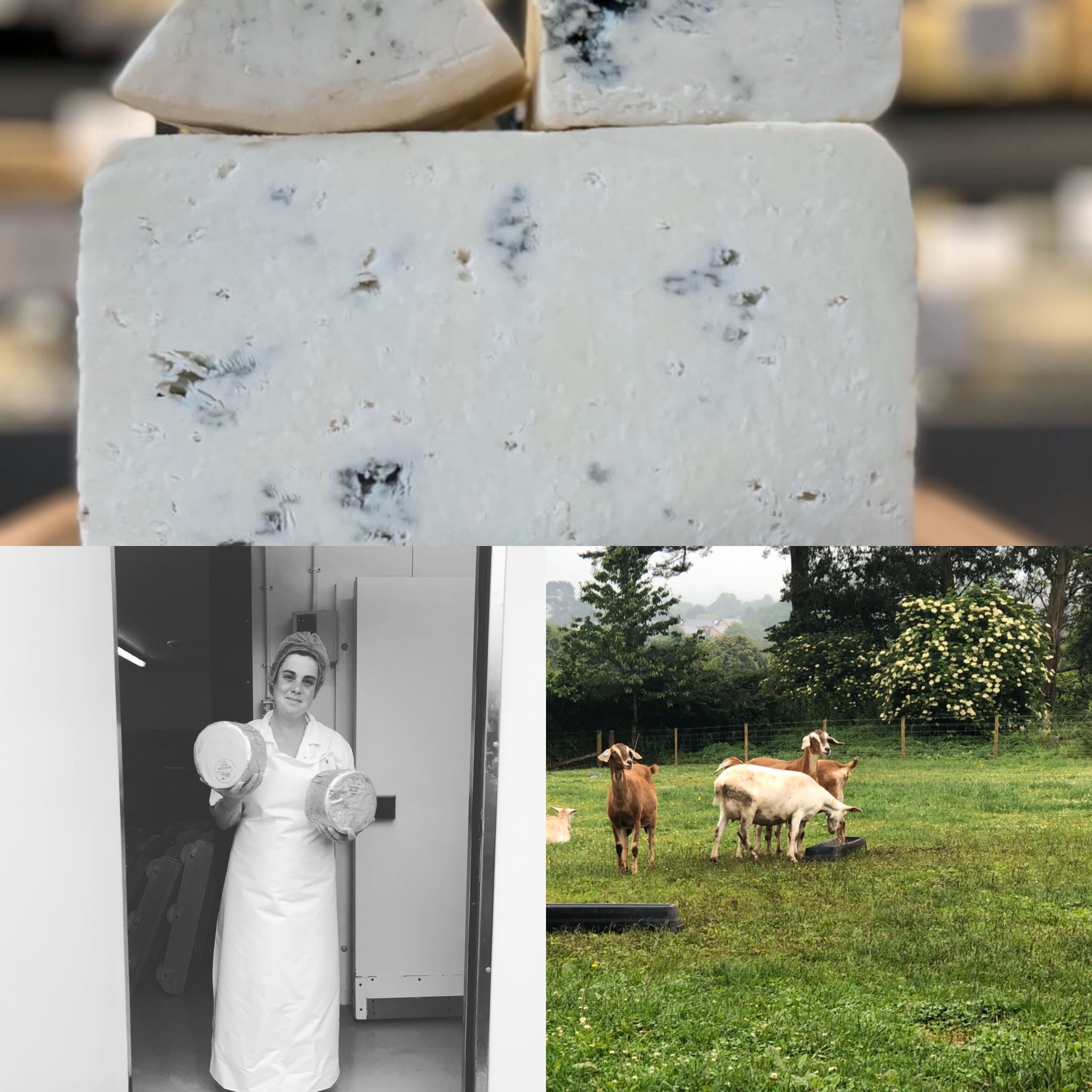 Delicious Harbourne Blue – Ticklemore Cheese Dairy